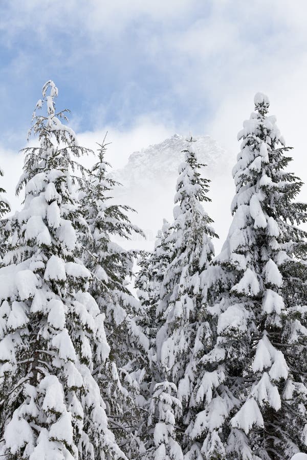 Pine Trees with Heavy Snow and Partial Blue Skies Stock Photo - Image ...
