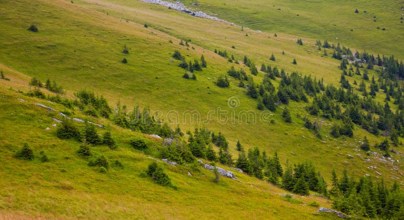 Pine Trees at High Altitude Stock Image - Image of beautiful ...