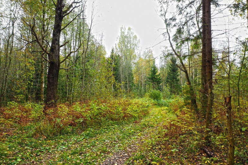 Pine Trees High Northern Forest Stock Image - Image of beautiful ...