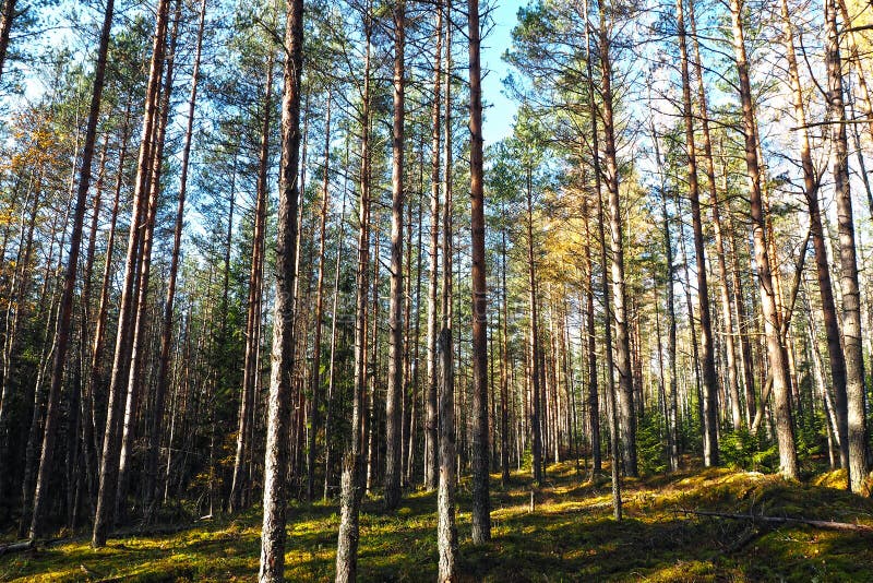 Pine Trees High Northern Forest Stock Image - Image of black, canada ...