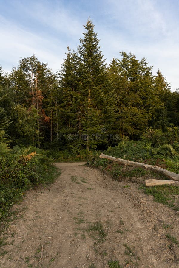 Pine Trees and Hiking Trail in the Mountain Stock Photo - Image of moss ...