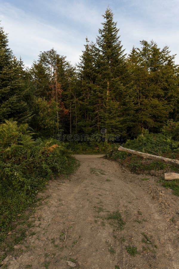 Pine Trees and Hiking Trail in the Mountain Stock Image - Image of ...