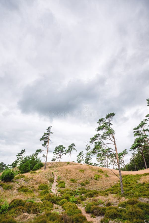 Pine Trees on a Hill in a Wilderness Scenery Stock Image - Image of ...