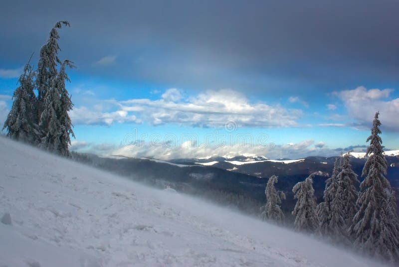 Pine Trees on the Hill of Winter Resort during Sno Stock Photo - Image ...