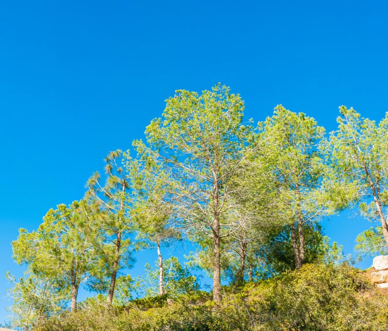 297 Jerusalem Pine Tree Photos - Free & Royalty-Free Stock Photos from ...