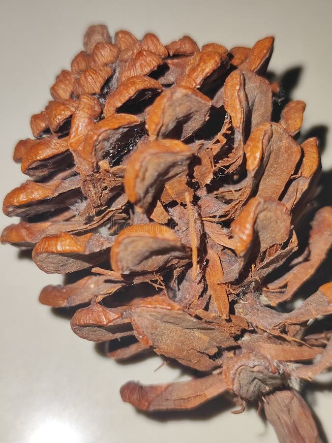 Dry pine tree flowers stock image. Image of flower, branch - 272411469