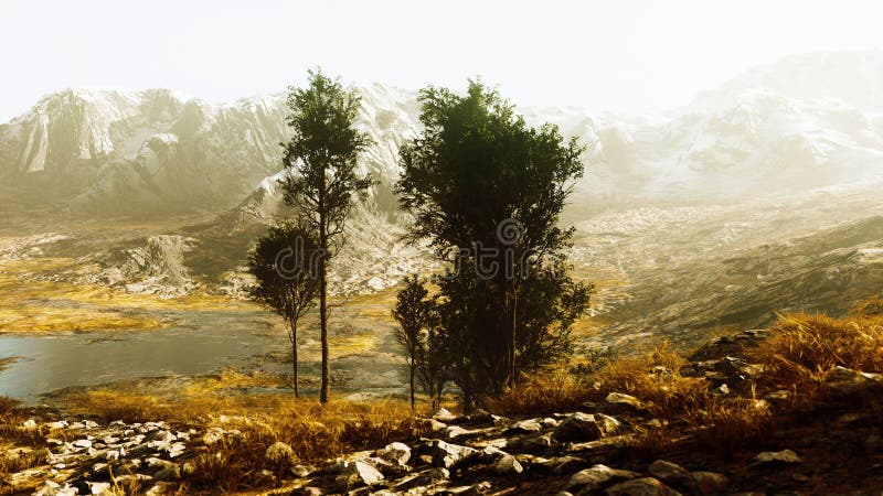 Pine Trees and Huangshan Mountains in China Stock Illustration ...