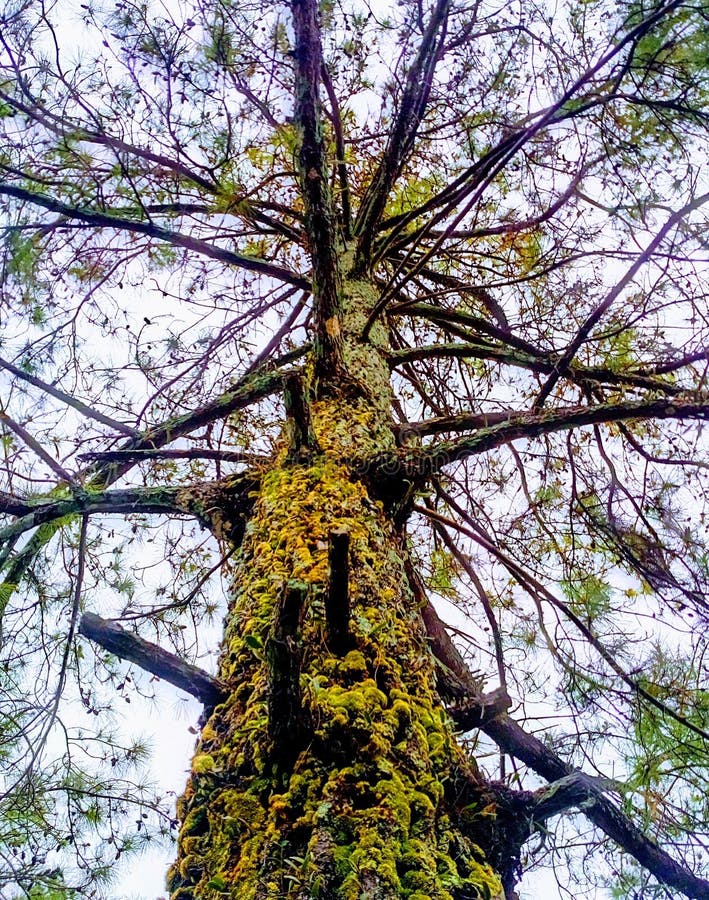 Pine trees stock image. Image of nature, wood, pine - 332647409