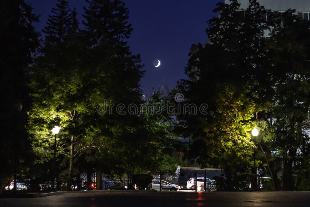 Pine Trees Illuminated by a Lantern in a Park. Stock Image - Image of ...