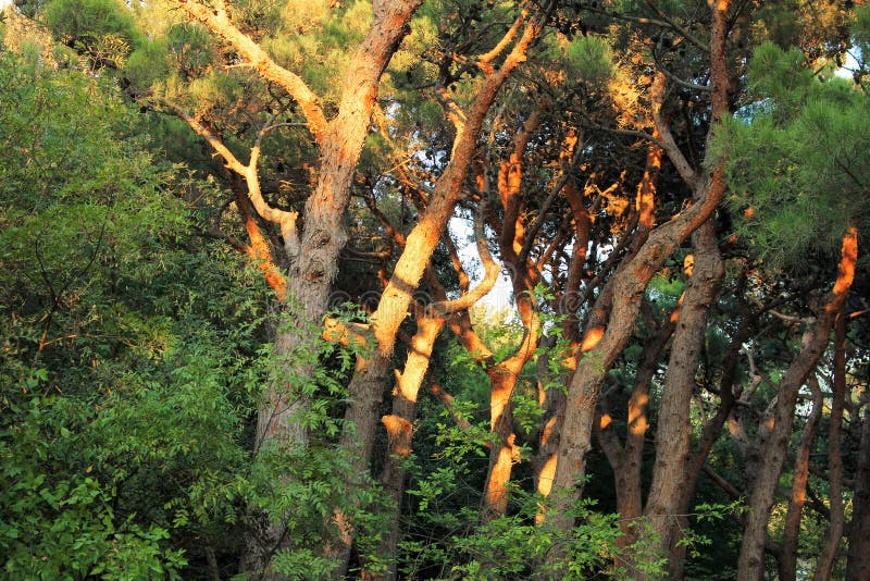 Pine Trees Illuminated by the Sun at Sunset Stock Image - Image of pine ...