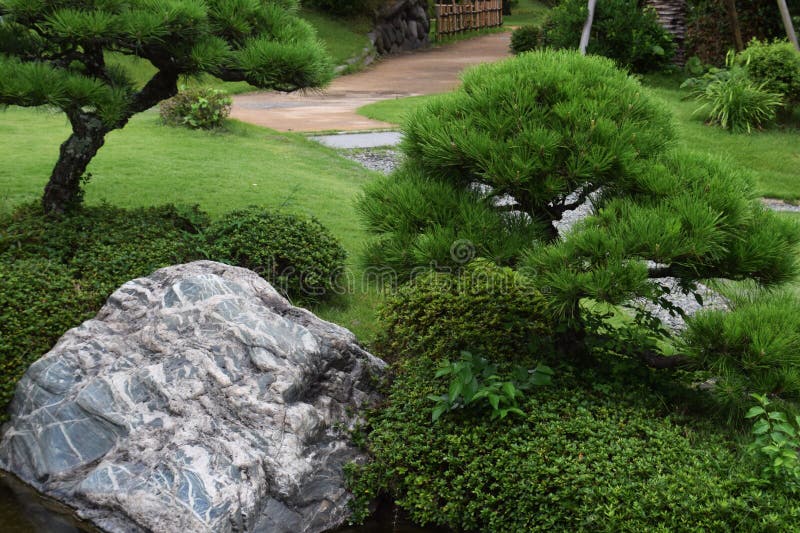 Pine Trees in the Japanese Garden Stock Photo - Image of pine, japan ...
