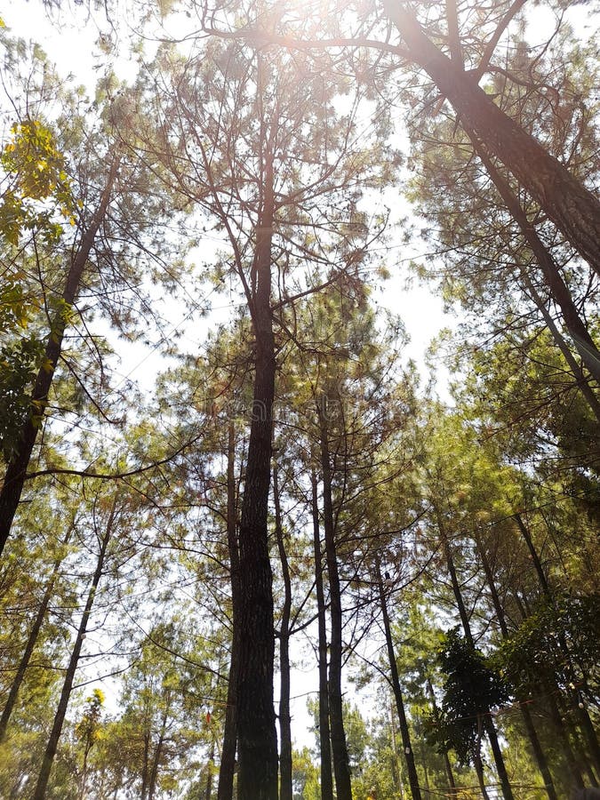 Pine Trees in Kediri, Indonesia Stock Image - Image of kediri, green ...