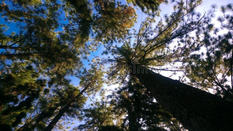 Light filtering Pine trees stock photo. Image of landscapes - 264563946