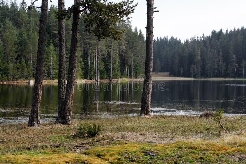 Pine trees at the lake stock photo. Image of pine, forest - 11627314