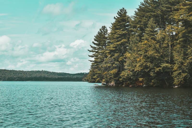 Pine trees on a lake stock image. Image of natural, scenic - 263808355