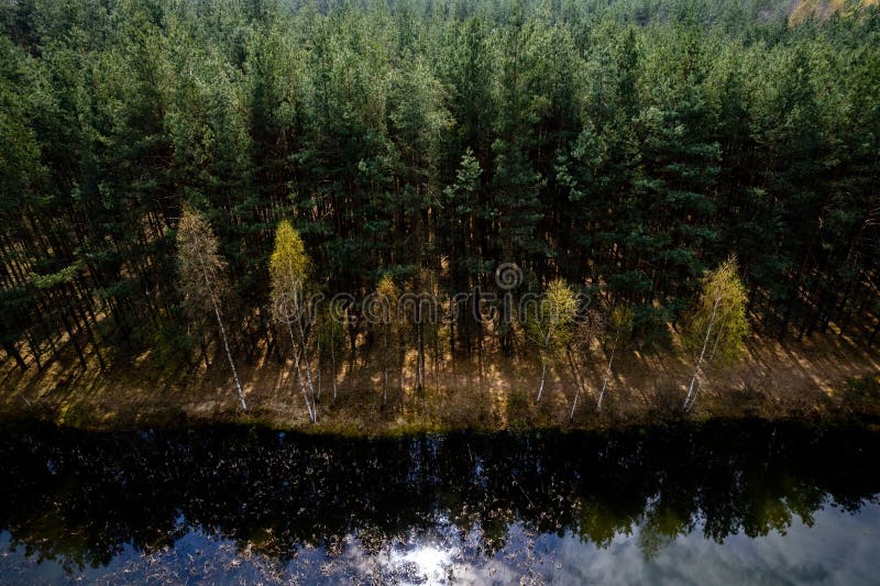 Pine Trees at Lake Edge in Spring. Drone Landscape View Stock Photo ...