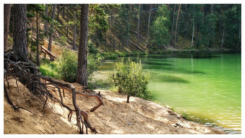 Pine Trees on the Lake Shore Stock Image - Image of autumn, pond: 227049515