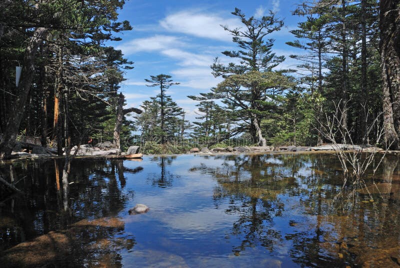 Pine trees and lake stock photo. Image of fairy, clear - 41064474