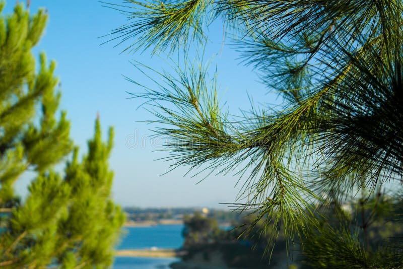 Pine Trees and Lake stock photo. Image of tree, sand - 127056052