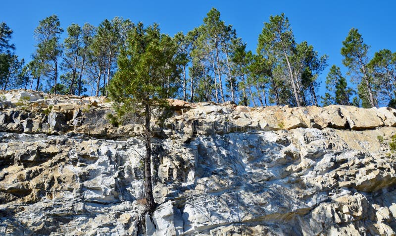 Pine Trees stock image. Image of pine, face, trees, stone - 45052141
