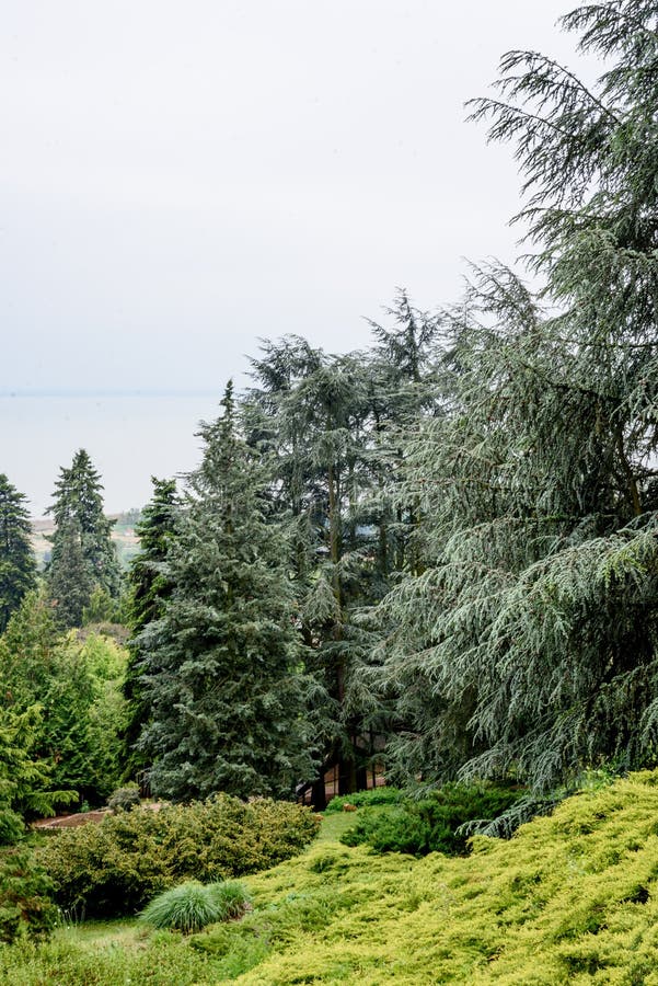 Pine Trees in a Large Garden in Spring, Beautiful Pine Trees Stock ...