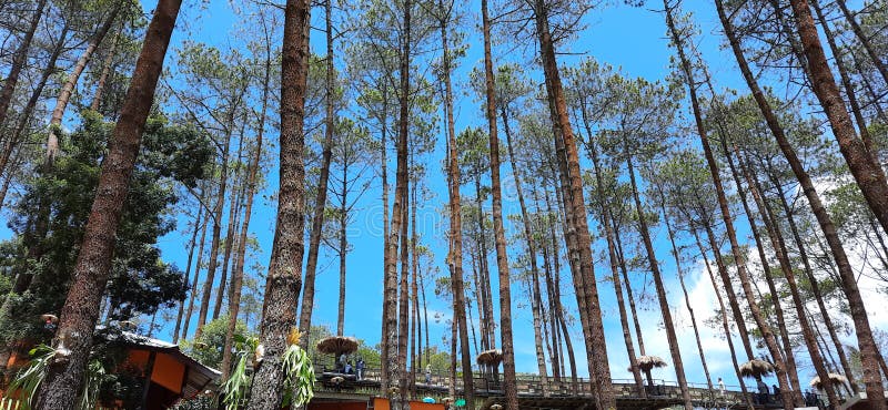 Pine Trees at Lawu Park Tawangmangu Editorial Photo - Image of ...