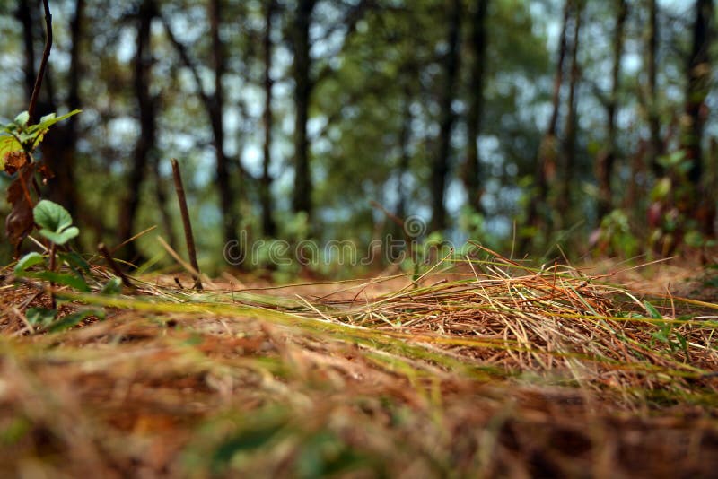 Pine Trees and Leaves on Ground View Stock Photo - Image of lushes ...