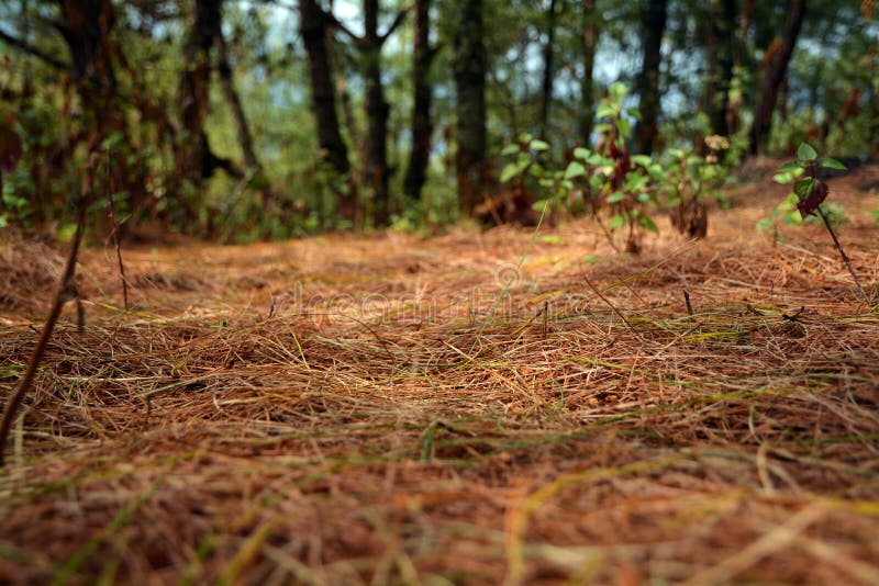 Pine Trees and Leaves on Ground View Stock Image - Image of plants ...