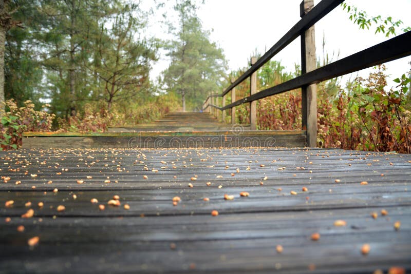 Pine Trees and Leaves with Wet Path Stock Image - Image of ground ...