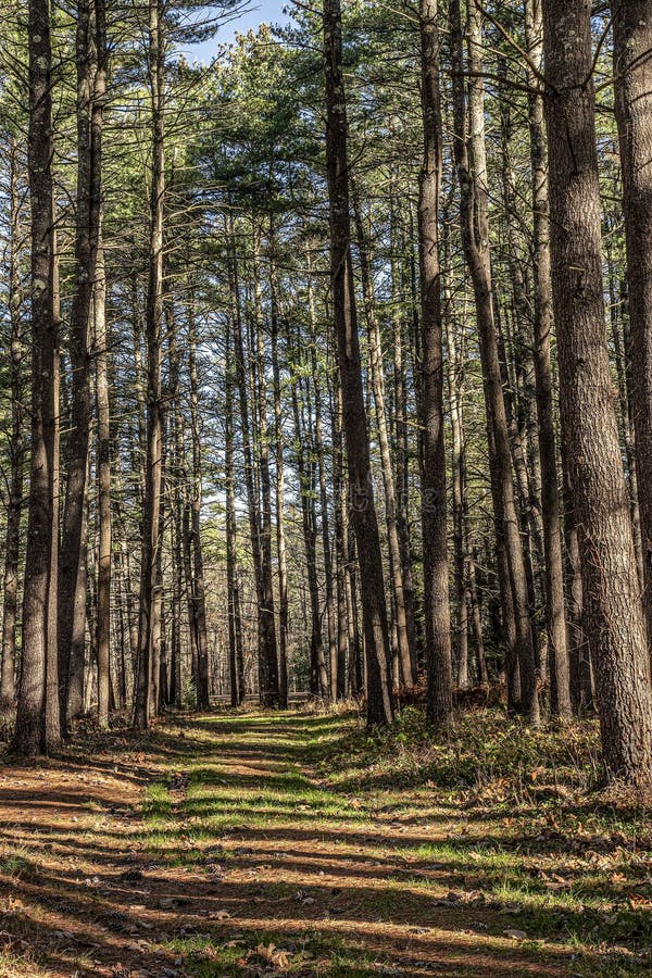 Pine Trees Line a Fire Road in the Forest of Massachusetts Stock Photo ...
