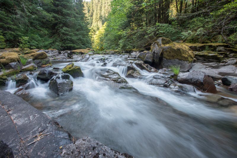 Pine Trees Line a Rushing River Stock Photo - Image of green, motion ...