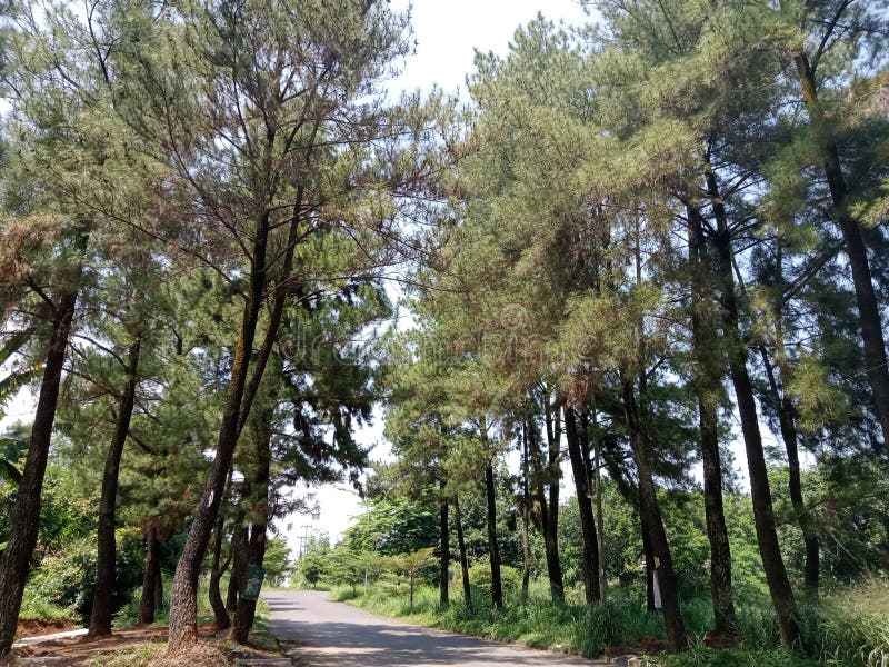 Pine Trees Line the Side of the Road Stock Image - Image of trees, line ...