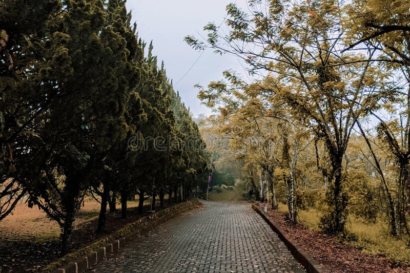 Pine Trees Lined Up on the Edge of the Park Stock Image - Image of ...
