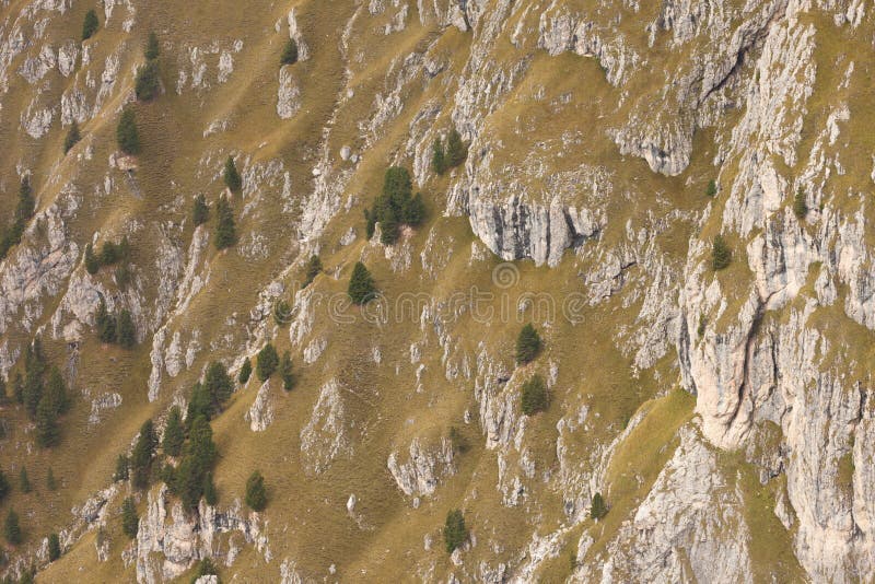 Pine Trees Long a Leaning Side of a Mountain As Texture Stock Image ...
