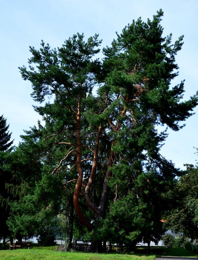 Pine Trees with a Long Trunk are Tilted Down at Sunset. they May Fall ...