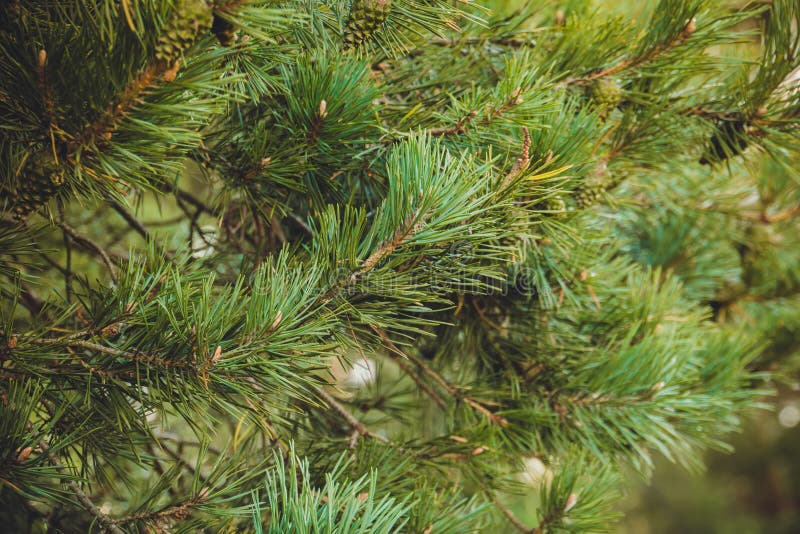 Pine Trees Macro Filtered stock photo. Image of majestic - 71558366