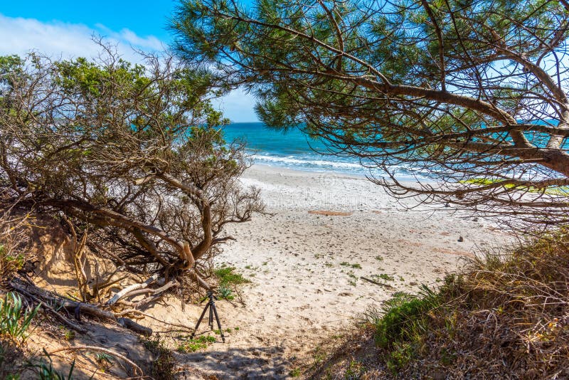 Pine Trees in Maria Pia Beach Shore Stock Photo - Image of pine, view ...