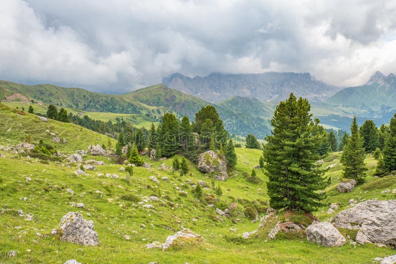 Pine Trees at a Meadow in a Alp Valley Stock Photo - Image of plateau ...