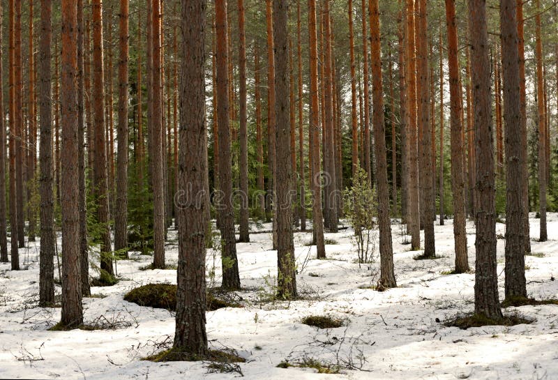 Pine trees in melting snow stock photo. Image of tree - 146885896