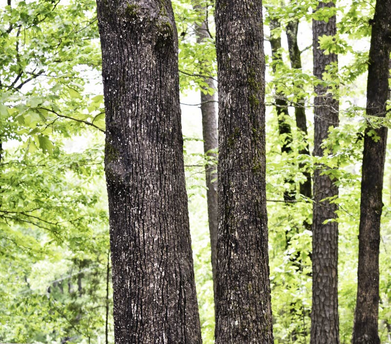 Pine Trees and Misc Deciduous Varieties in Small Forested Area Stock ...