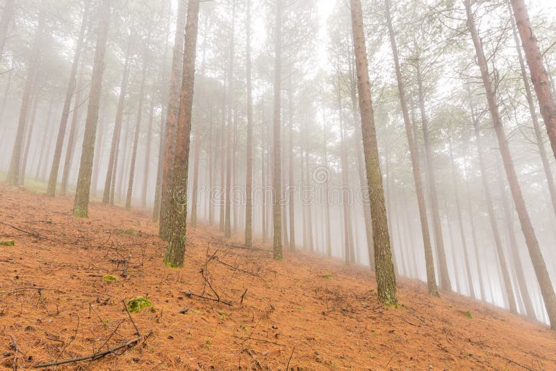 Pine Trees in the mist stock photo. Image of tree, mist - 86981874