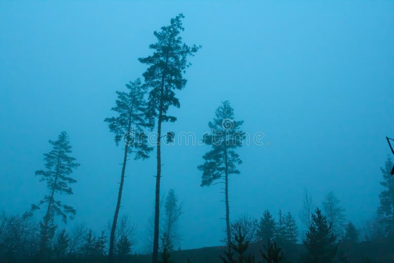 Pine trees in a mist stock photo. Image of coniferous - 45764238