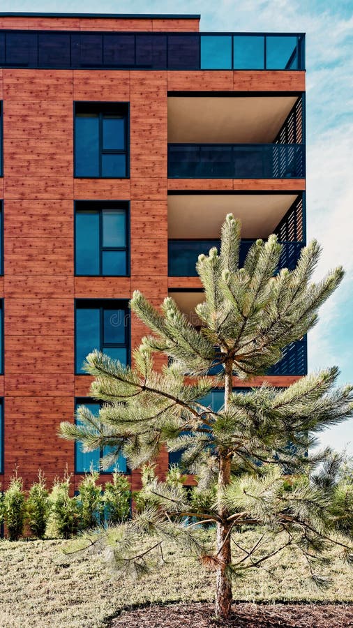Pine Trees at Modern Architectural Complex of Apartment Buildings Stock ...