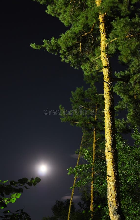 Pine trees and moon stock image. Image of coniferous - 13486561