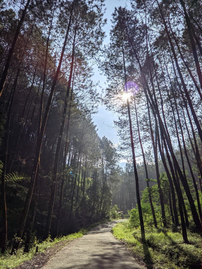 Pine Trees and Morning Sun, Under the Foot of a Cleft Mountain Stock ...