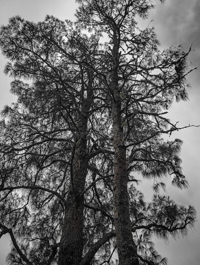 Pine Trees on Mount Rinjani in Lombok Stock Photo - Image of lombok ...