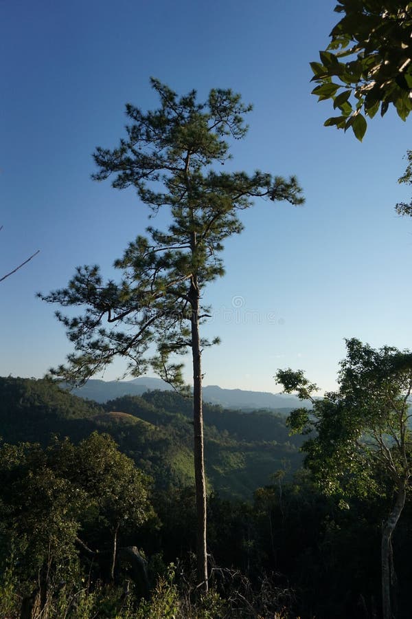 Pine trees and Mountain stock image. Image of nature - 202772951 Pine trees and Mountain stock image. Image of nature - 202772951