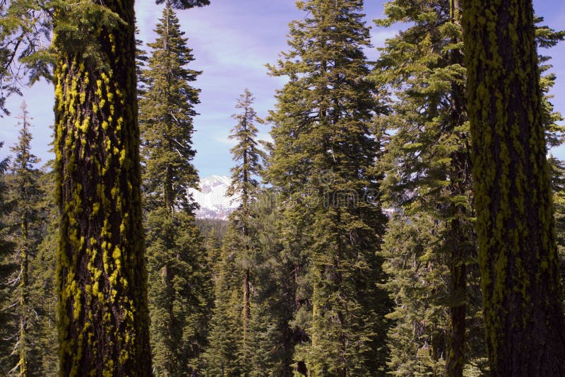 Pine Trees Mountain stock photo. Image of huge, ancient - 9569478 Pine Trees Mountain stock photo. Image of huge, ancient - 9569478