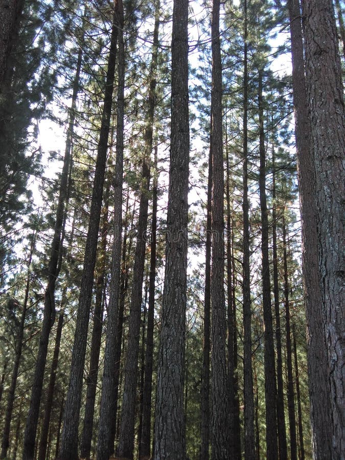 The pine trees stock photo. Image of beautiful, pine - 153231712