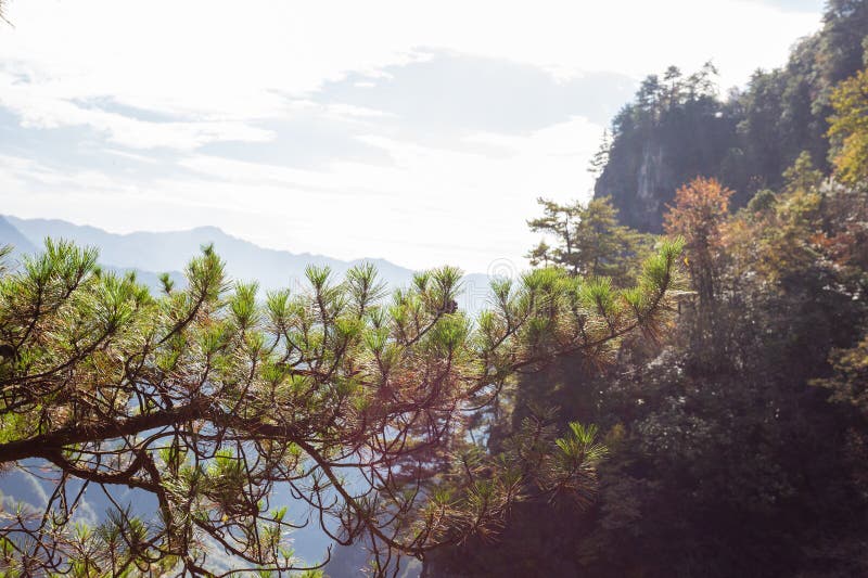 Pine Trees and Mountain View Stock Photo - Image of branch, people ...